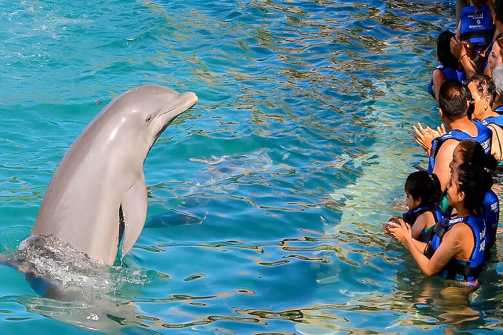 Dolphin Discovery on Isla ~ Isla Mujeres Net